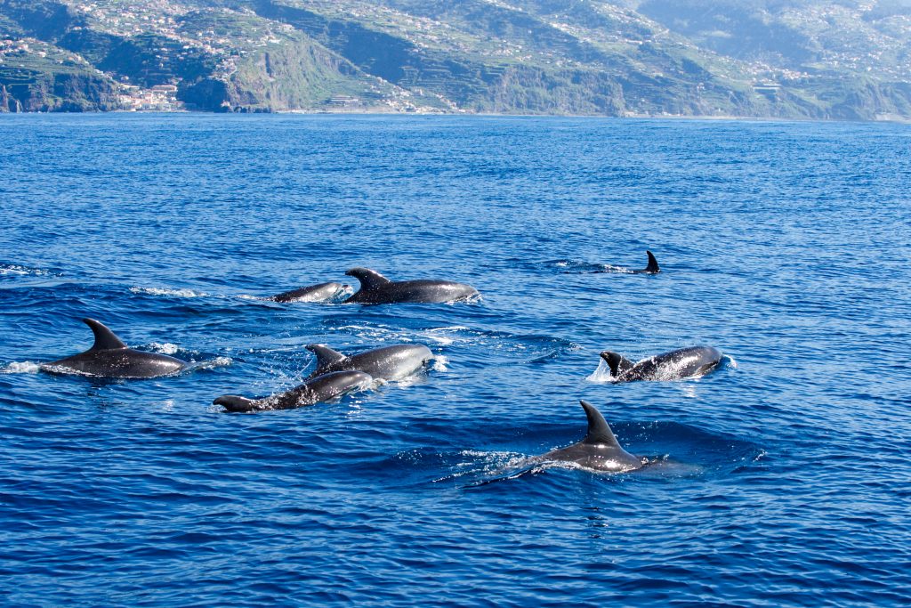 Whale Watching auf Madeira - Das Madeira Magazin